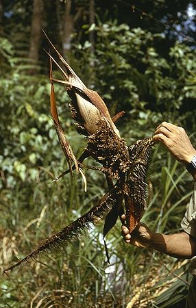 Daemonorops grandis - Palmpedia - Palm Grower's Guide