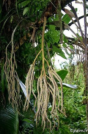 Geonoma interrupta - Palmpedia - Palm Grower's Guide