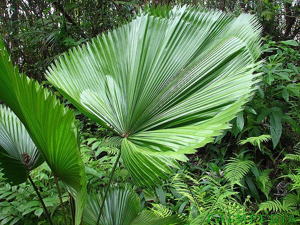 Licuala grandis - Palmpedia - Palm Grower's Guide