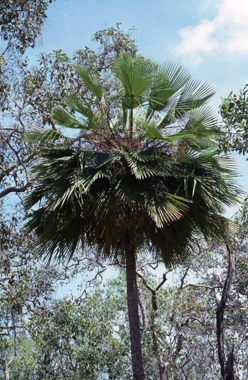 Livistona muelleri - Palmpedia - Palm Grower's Guide