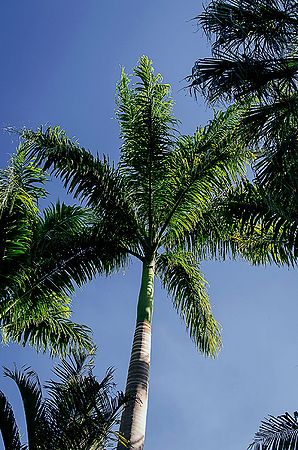 Roystonea oleracea - Palmpedia - Palm Grower's Guide