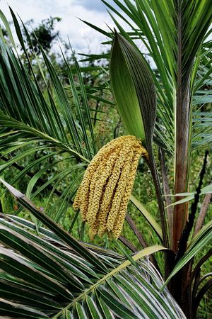 Syagrus comosa - Palmpedia - Palm Grower's Guide