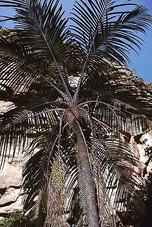 Ravenea glauca - Palmpedia - Palm Grower's Guide