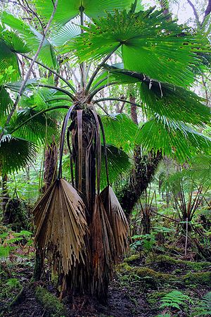 Pritchardia beccariana - Palmpedia - Palm Grower's Guide