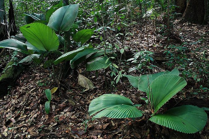 Licuala orbicularis - Palmpedia - Palm Grower's Guide