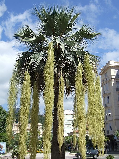 Brahea armata - Palmpedia - Palm Grower's Guide