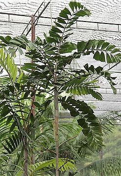 Balaka seemannii - Palmpedia - Palm Grower's Guide