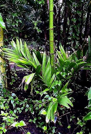 Areca concinna - Palmpedia - Palm Grower's Guide