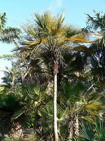 Copernicia glabrescens - Palmpedia - Palm Grower's Guide
