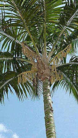 Pigafetta filaris - Palmpedia - Palm Grower's Guide