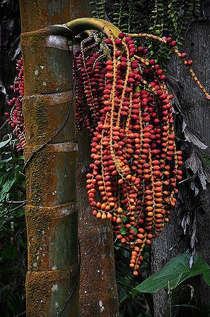 Pinanga insignis - Palmpedia - Palm Grower's Guide