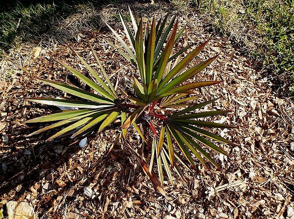 Latania lontaroides - Palmpedia - Palm Grower's Guide