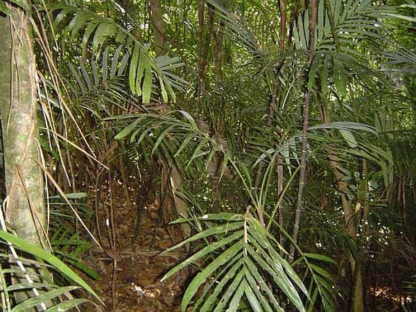 Pinanga badia - Palmpedia - Palm Grower's Guide