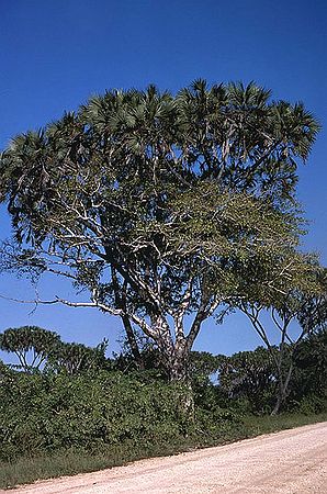 Hyphaene compressa - Palmpedia - Palm Grower's Guide