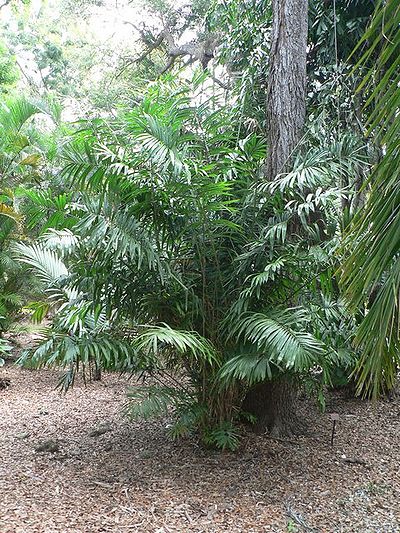 Calamus concinnus - Palmpedia - Palm Grower's Guide