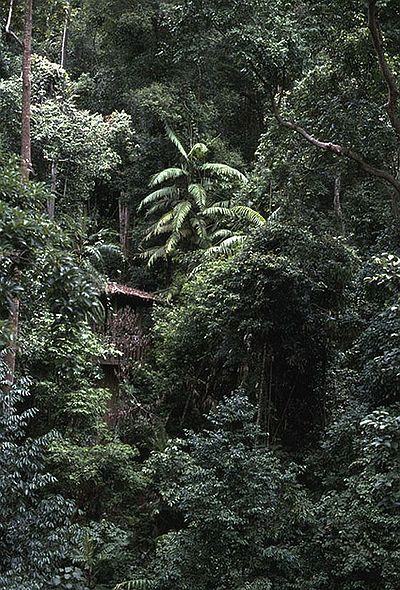 Calamus ornatus - Palmpedia - Palm Grower's Guide