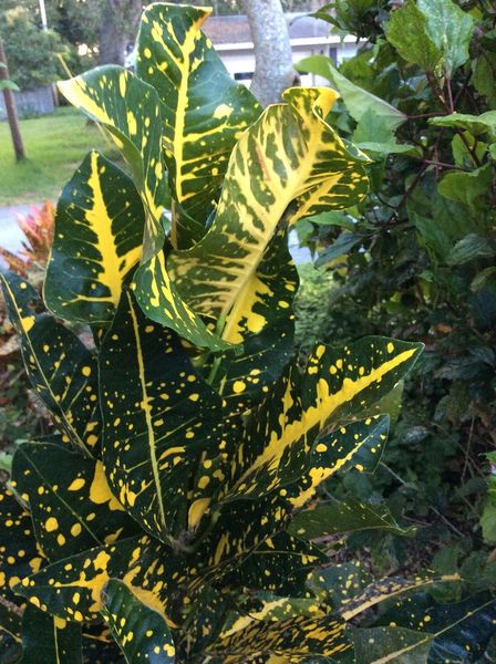 FINISHED - Palmpedia - Palm Grower's Guide