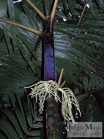 Pinanga caesia - Palmpedia - Palm Grower's Guide