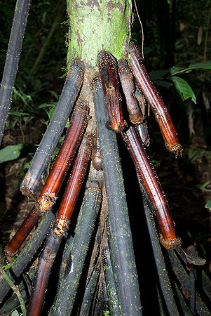 Iriartea deltoidea - Palmpedia - Palm Grower's Guide