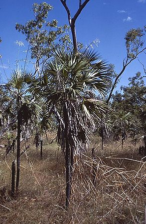 Livistona humilis - Palmpedia - Palm Grower's Guide