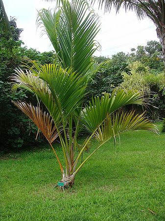 Metroxylon vitiense - Palmpedia - Palm Grower's Guide