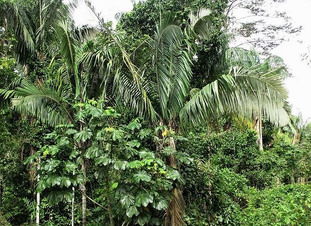 Oenocarpus bataua - Palmpedia - Palm Grower's Guide