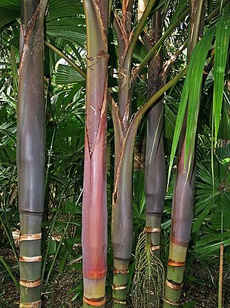 Pinanga insignis - Palmpedia - Palm Grower's Guide