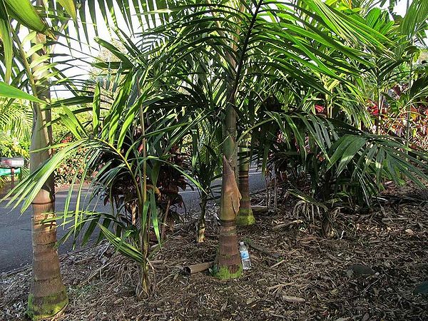 Pinanga insignis - Palmpedia - Palm Grower's Guide