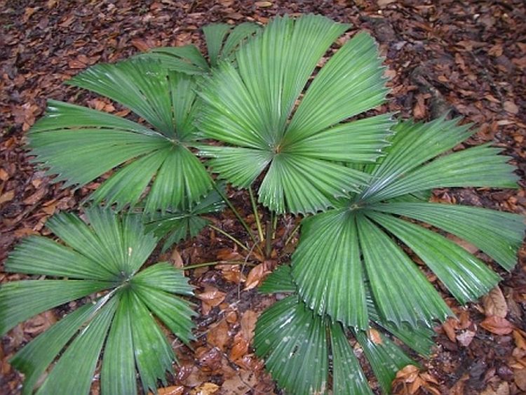 Licuala sp. 'Fantasia' - Palmpedia - Palm Grower's Guide
