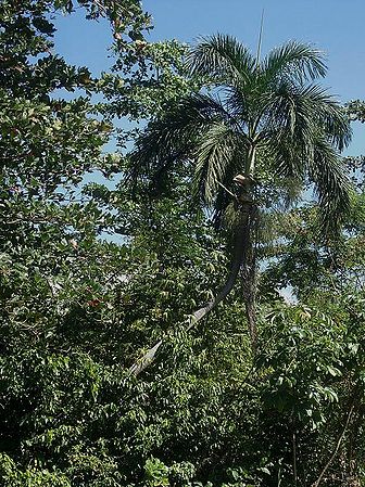 Roystonea princeps - Palmpedia - Palm Grower's Guide