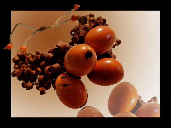 Ammandra decasperma - Palmpedia - Palm Grower's Guide