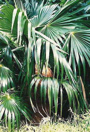 Coccothrinax crinita - Palmpedia - Palm Grower's Guide
