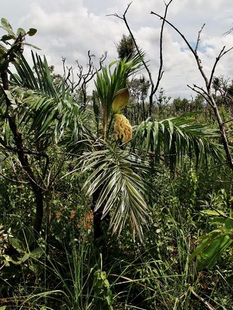 Syagrus comosa - Palmpedia - Palm Grower's Guide