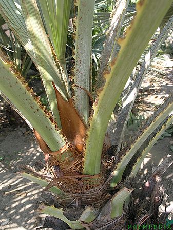 Brahea armata - Palmpedia - Palm Grower's Guide