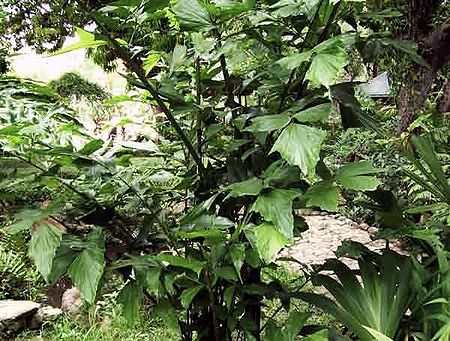 Caryota bacsonensis - Palmpedia - Palm Grower's Guide