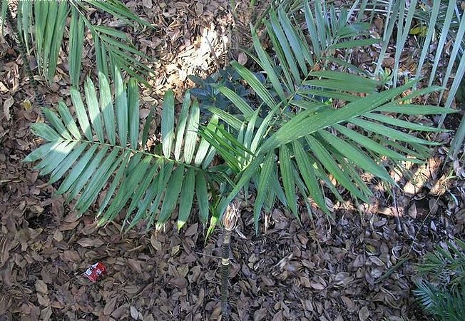 Chamaedorea tepejilote - Palmpedia - Palm Grower's Guide