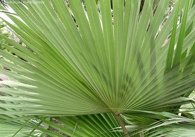 Brahea pimo - Palmpedia - Palm Grower's Guide
