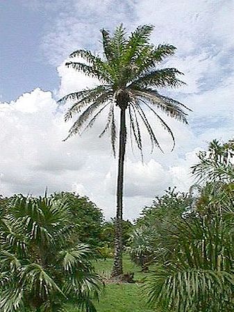 Elaeis guineensis - Palmpedia - Palm Grower's Guide