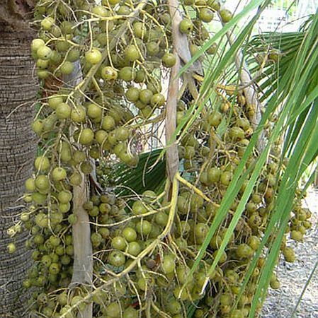 Brahea edulis - Palmpedia - Palm Grower's Guide