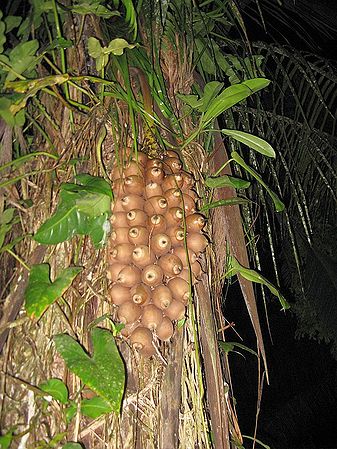 Attalea rostrata - Palmpedia - Palm Grower's Guide