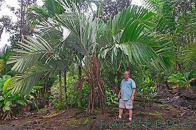 Palmpedia - Palm Grower's Guide