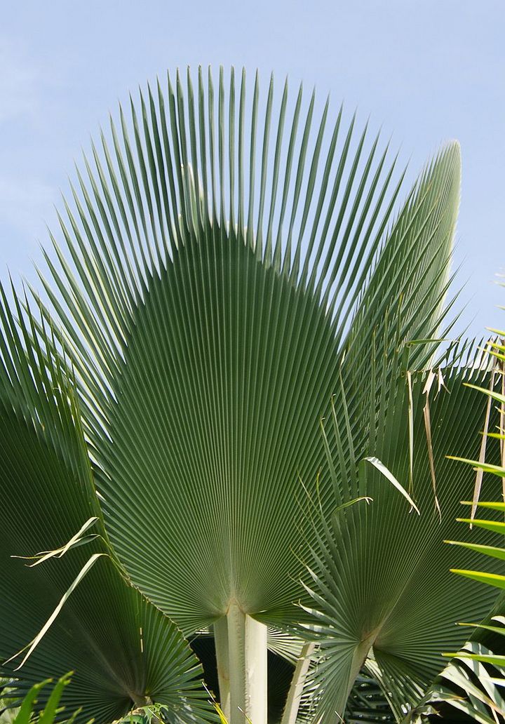 Copernicia fallaensis - Palmpedia - Palm Grower's Guide