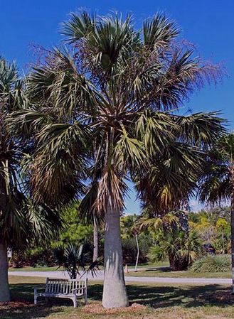 Sabal domingensis - Palmpedia - Palm Grower's Guide