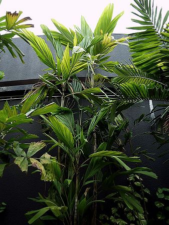 Ptychosperma schefferi - Palmpedia - Palm Grower's Guide