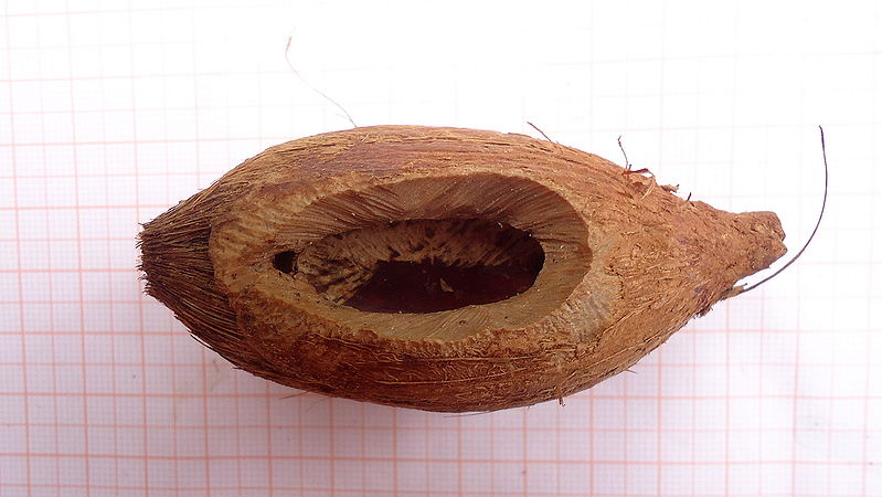 Attalea funifera - Palmpedia - Palm Grower's Guide