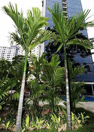 Areca catechu - Palmpedia - Palm Grower's Guide