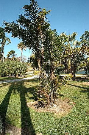 Bactris brongniartii - Palmpedia - Palm Grower's Guide