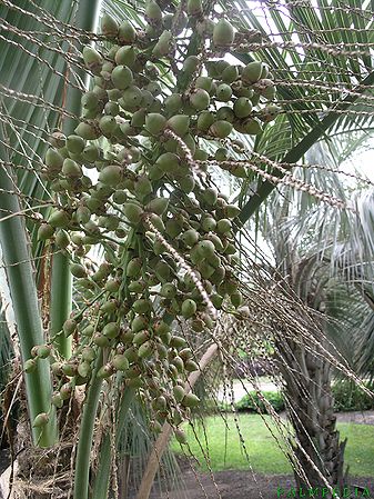 Butia paraguayensis - Palmpedia - Palm Grower's Guide