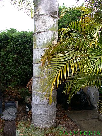 Caryota urens - Palmpedia - Palm Grower's Guide