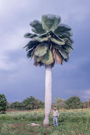 Copernicia fallaensis - Palmpedia - Palm Grower's Guide